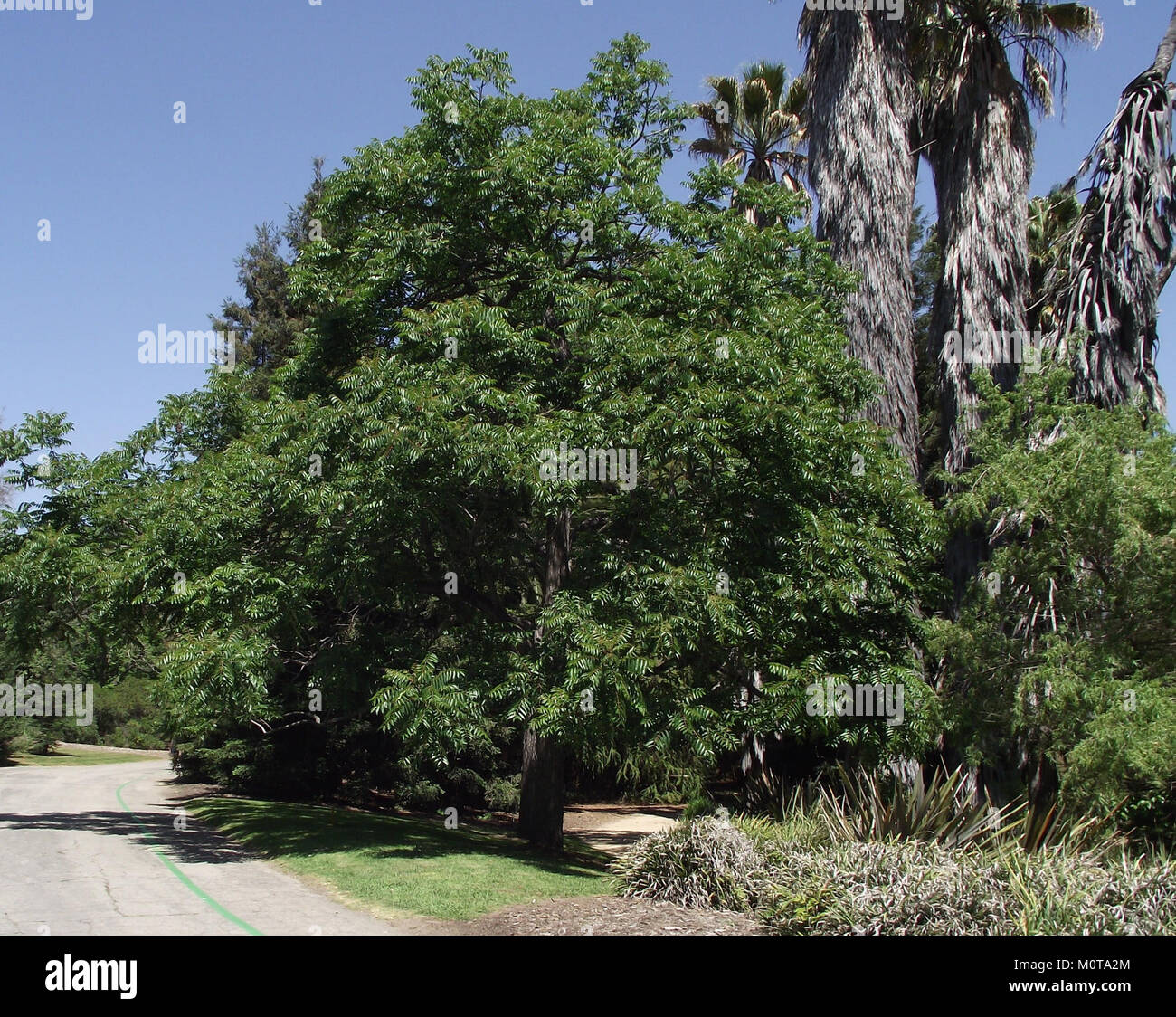 Cedrela fissilis is a species of tree native to South America, known ...