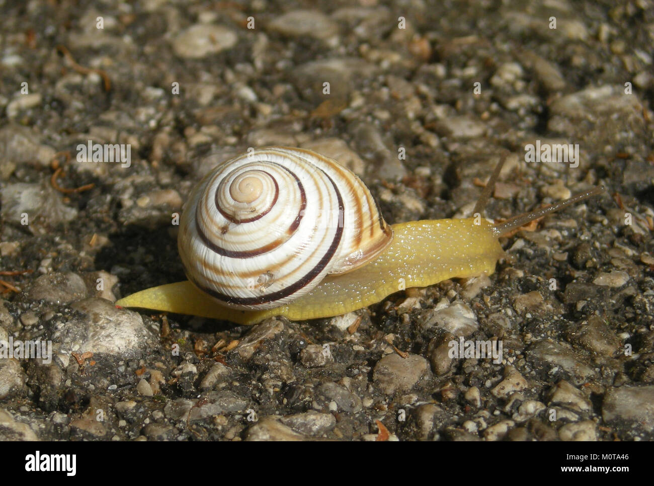 Distinctive shell patterns hi-res stock photography and images - Alamy