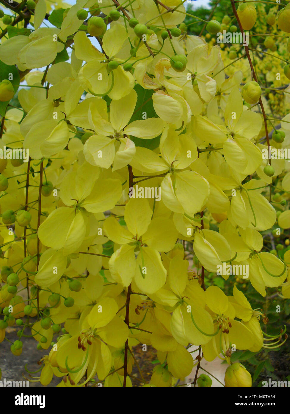 The Cassia fistula, also known as the golden shower tree, is a tropical flowering plant native ...