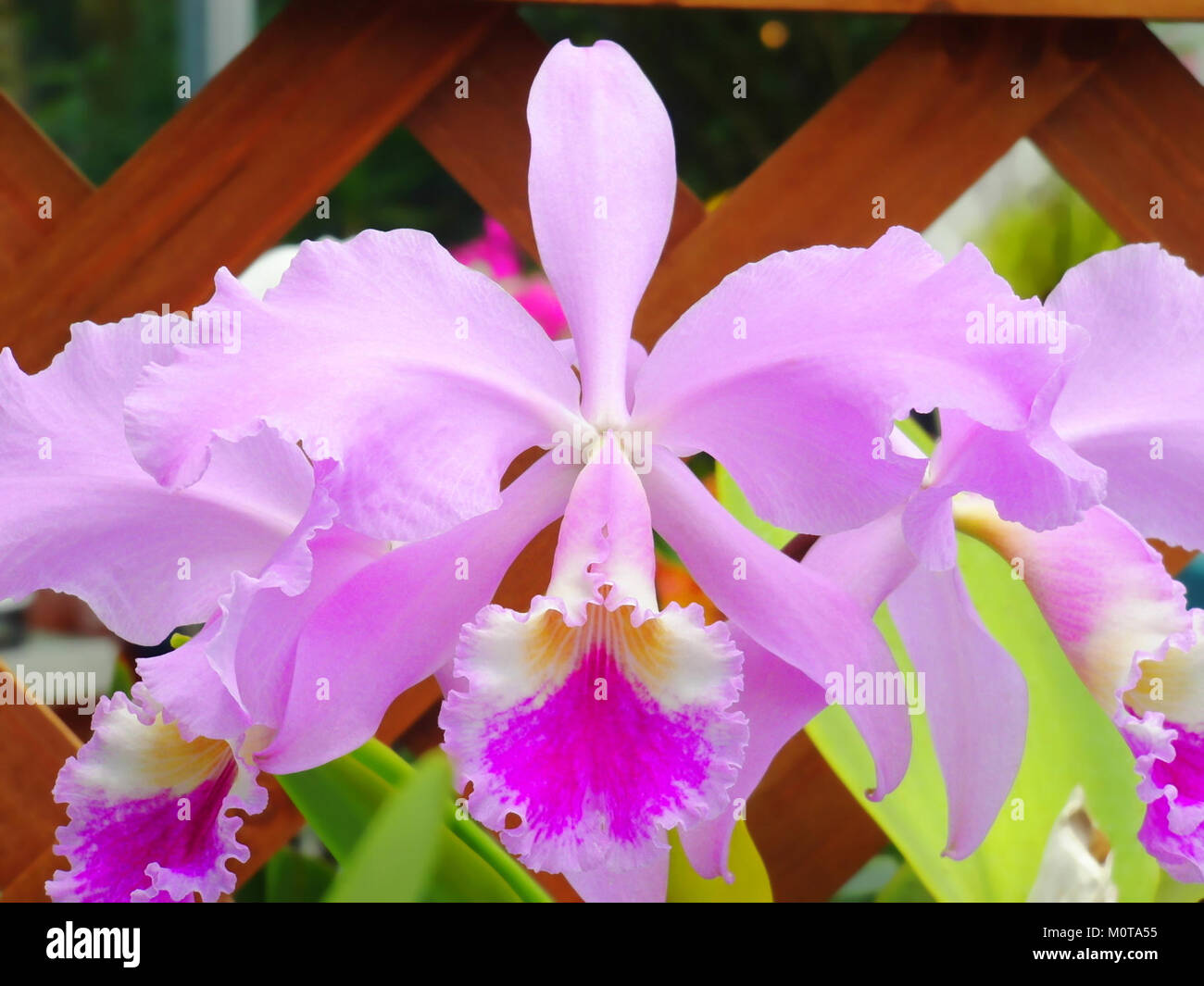 Cattleya warneri tipo Stock Photo - Alamy