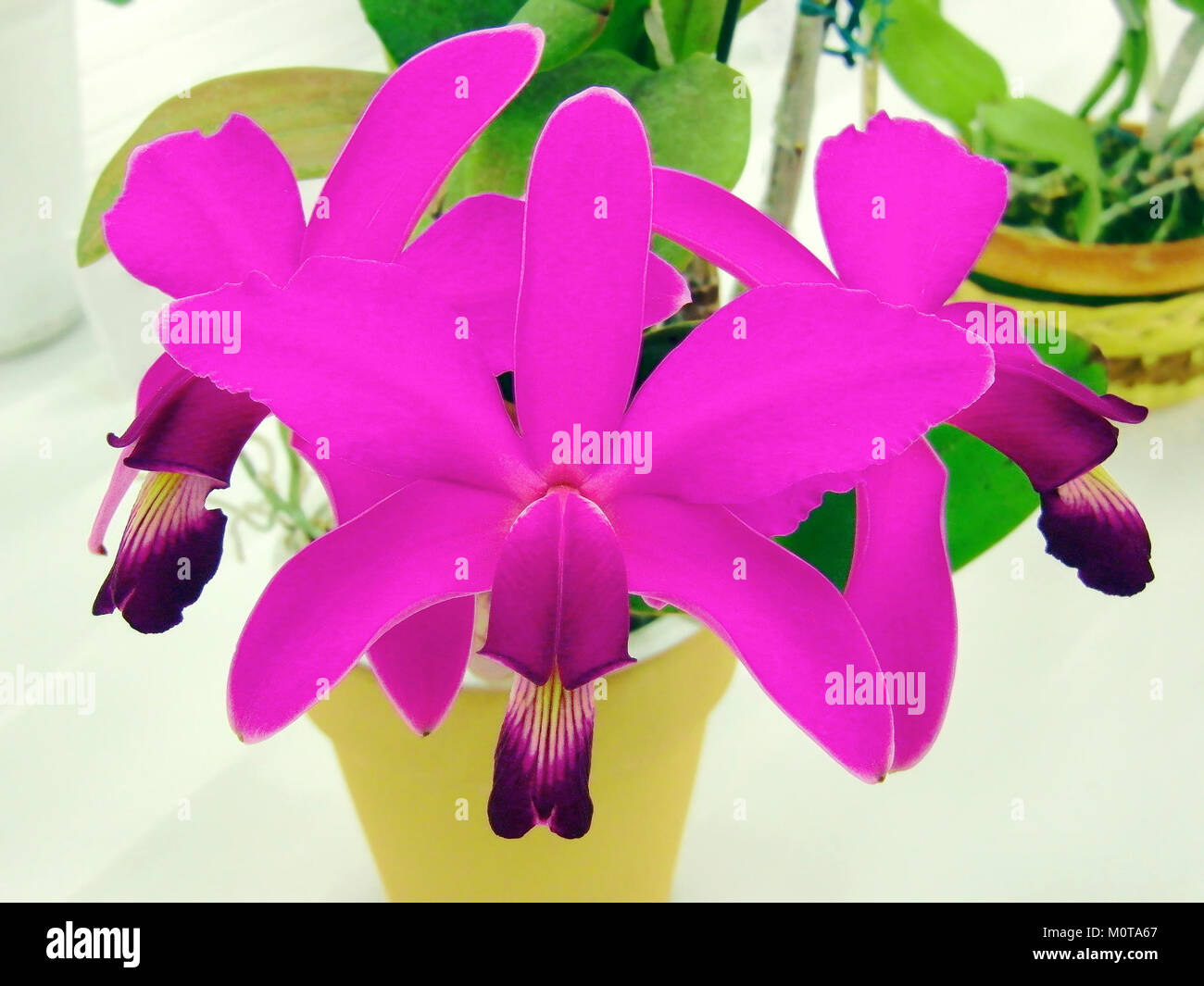 Cattleya violacea tipo Stock Photo - Alamy