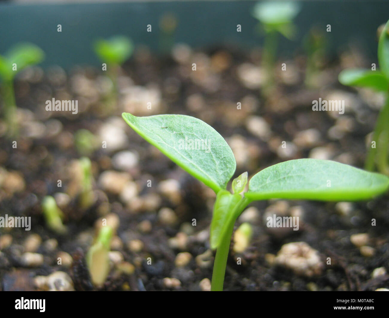 Papaya seedling hi-res stock photography and images - Alamy