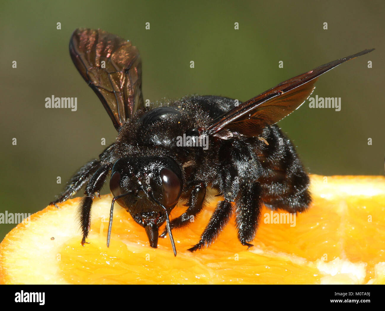 Valley carpenter bee hi-res stock photography and images - Alamy