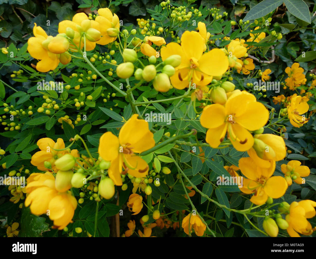 Cassia floribunda, also known as the pink cassia, is a flowering tree ...
