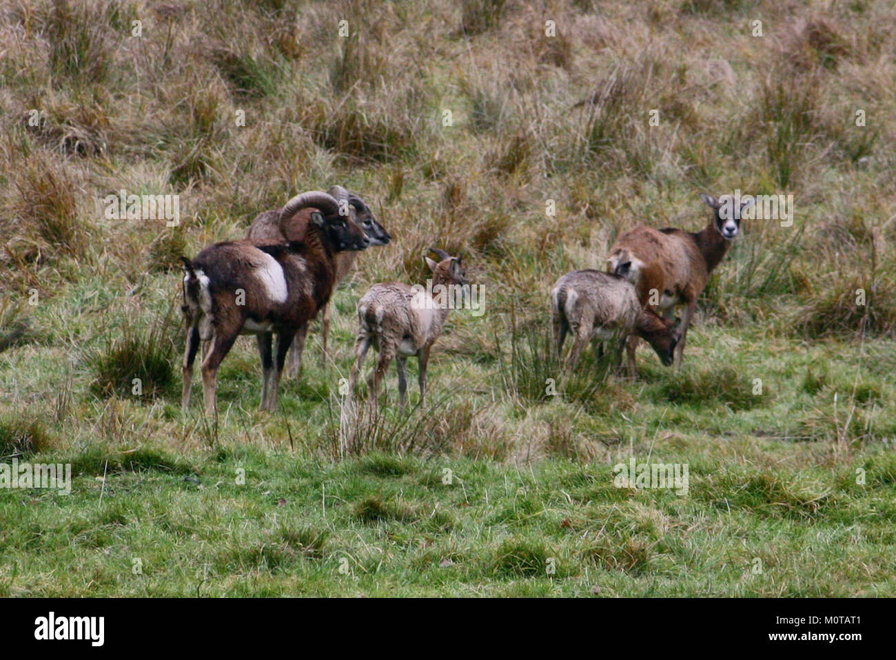 Species thrives in rocky hi-res stock photography and images - Alamy