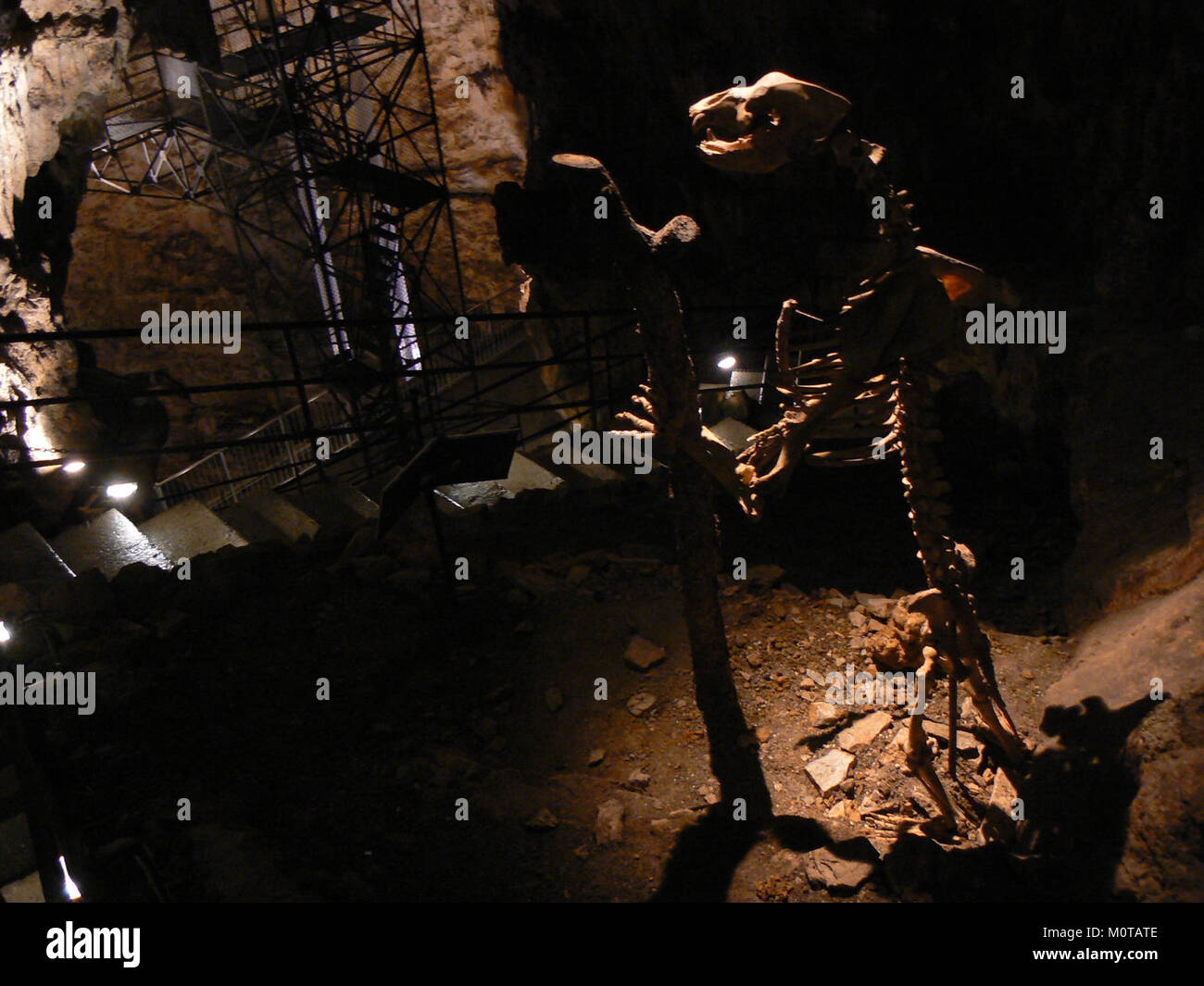 The cave bear, an extinct species, was discovered in Grotta Gigante ...