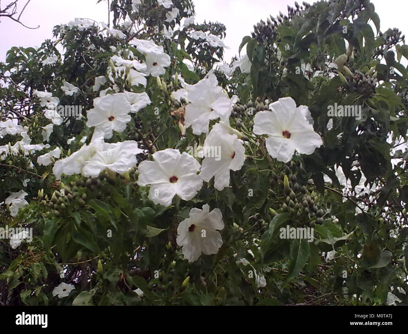 Cazahuate flowers are native to the Oaxaca region of Mexico. Known for ...