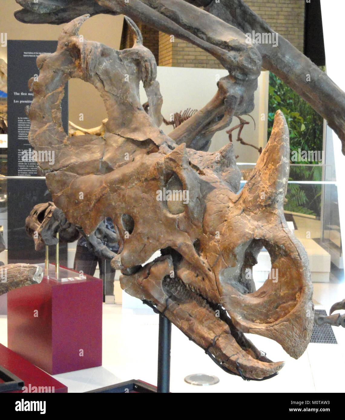 Dinosaur provincial park canada fossil hi-res stock photography and ...