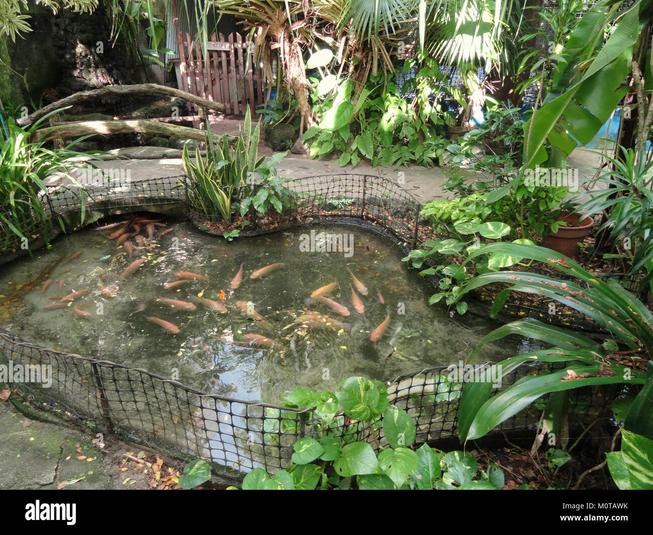 Carp - Guam Zoological, Botanical and Marine Garden - DSC01040 Stock ...