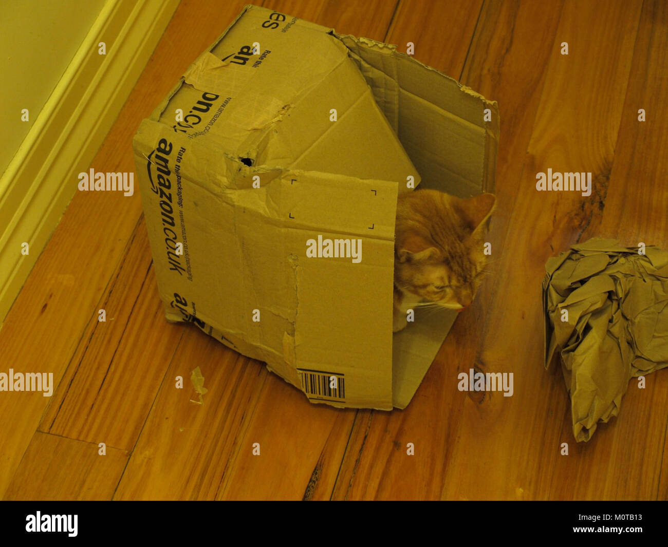 Amazon box cat hi-res stock photography and images - Alamy