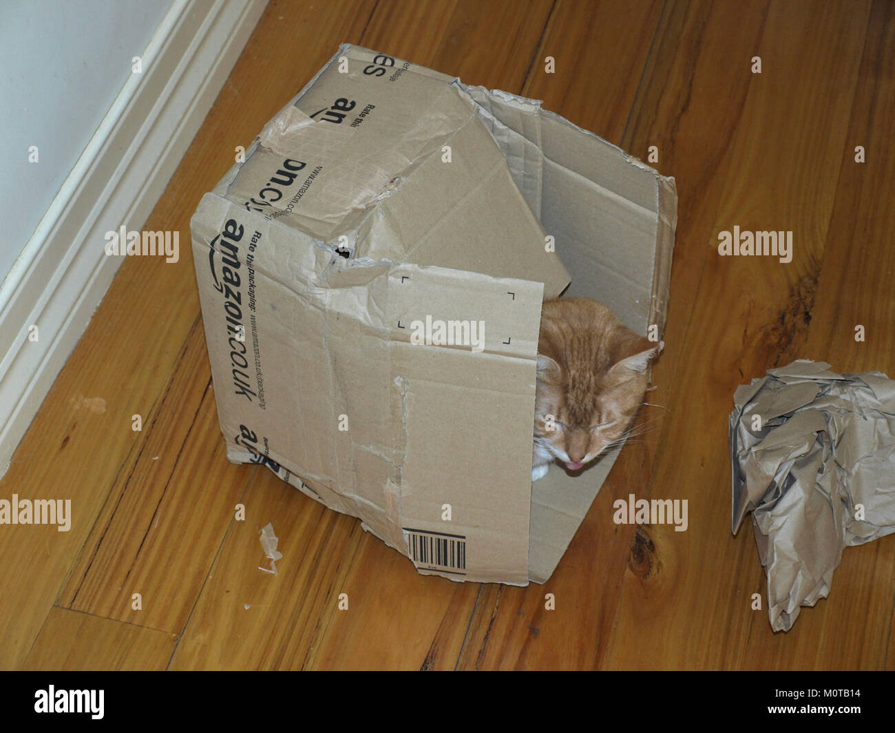 Amazon box cat hi-res stock photography and images - Alamy