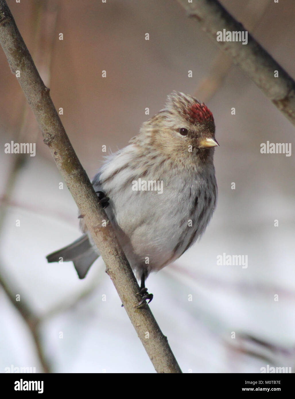 This image features the bird species Carduelis flammea, also known as ...