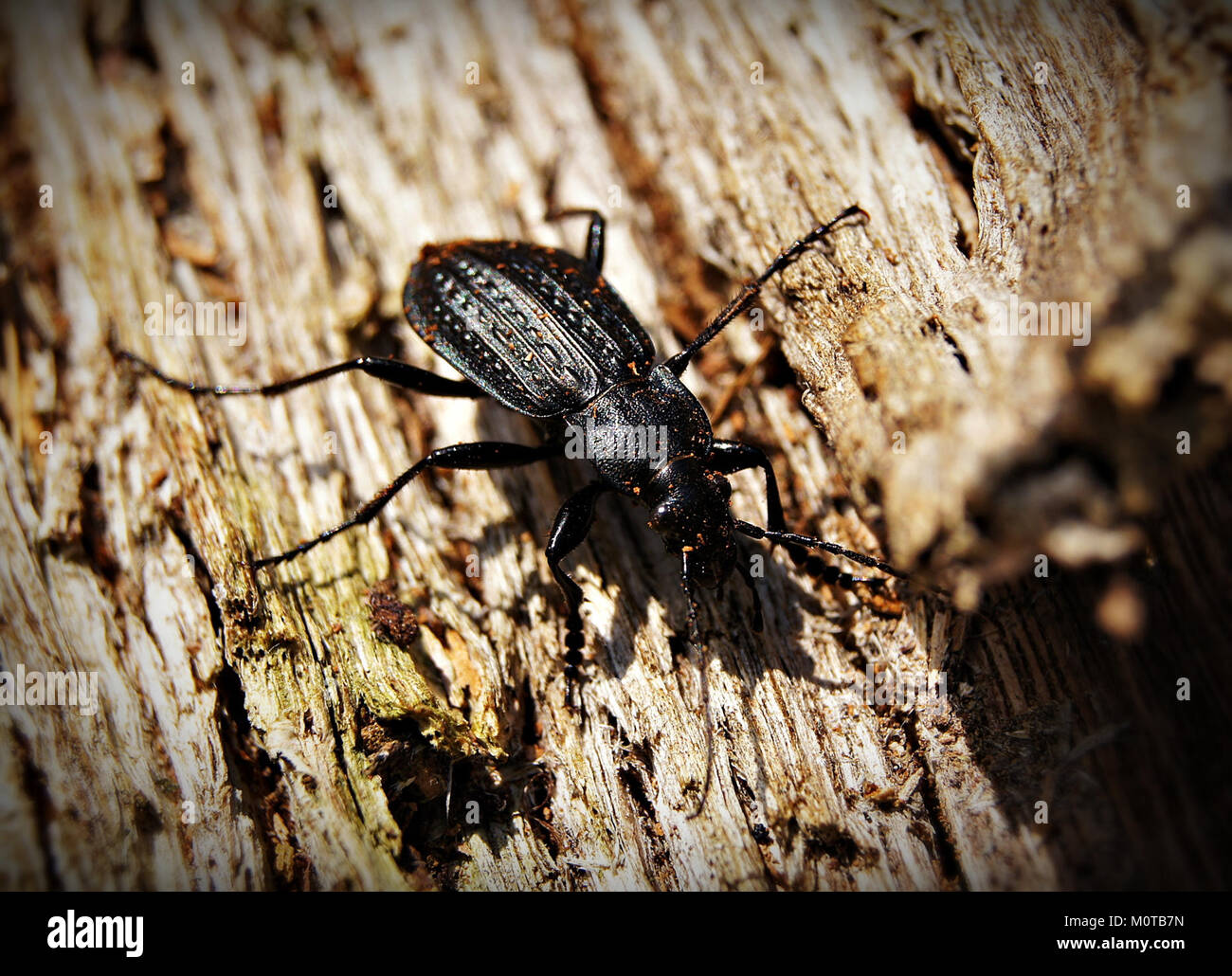 Carabus granulatus is a species of beetle known for its distinctive ...
