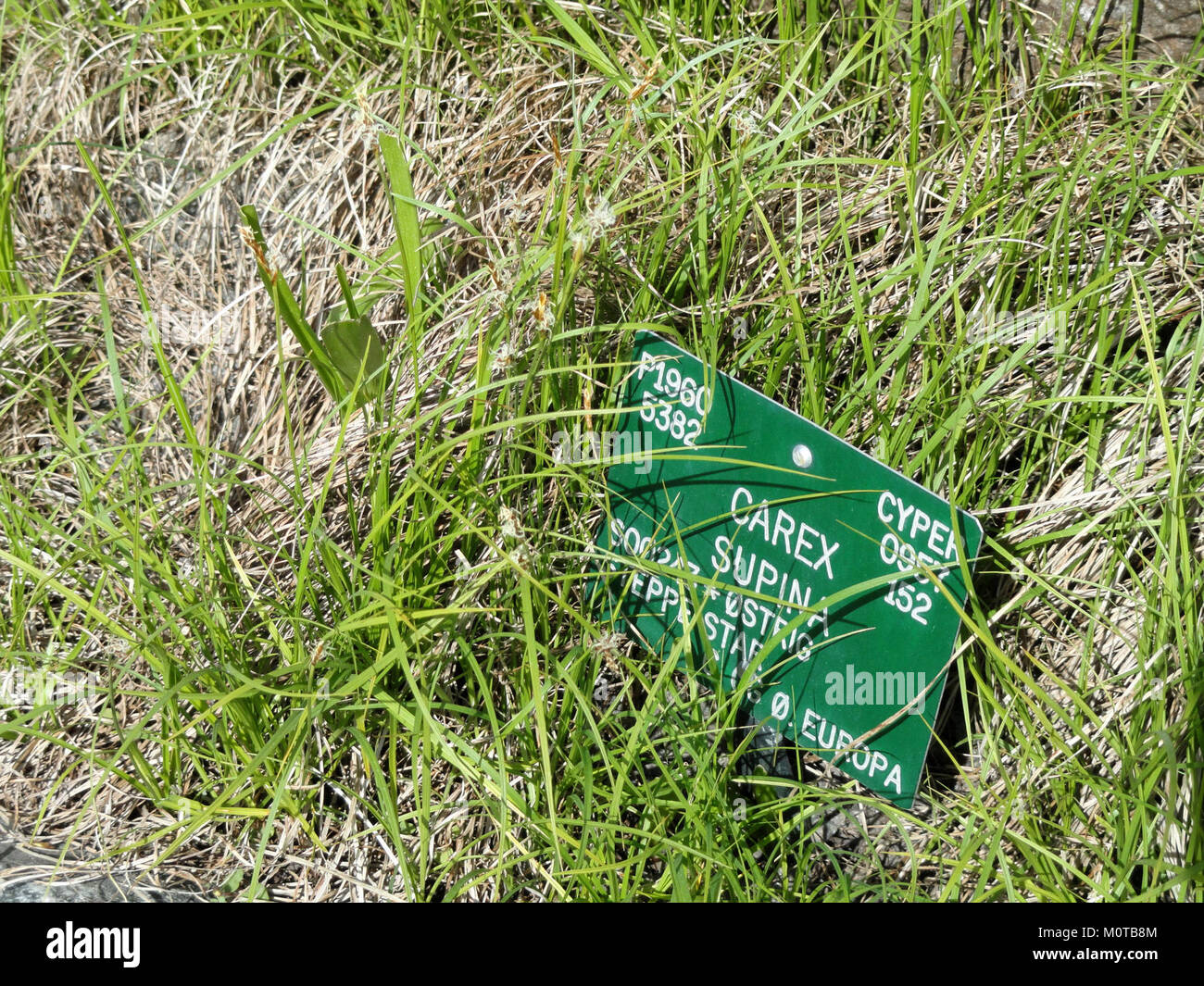 Carex supina is a species of sedge, photographed at the Copenhagen ...