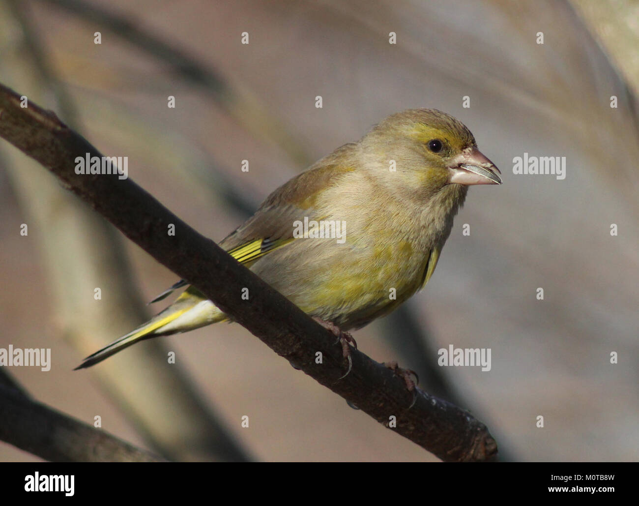 Greenfinch observation hi-res stock photography and images - Alamy