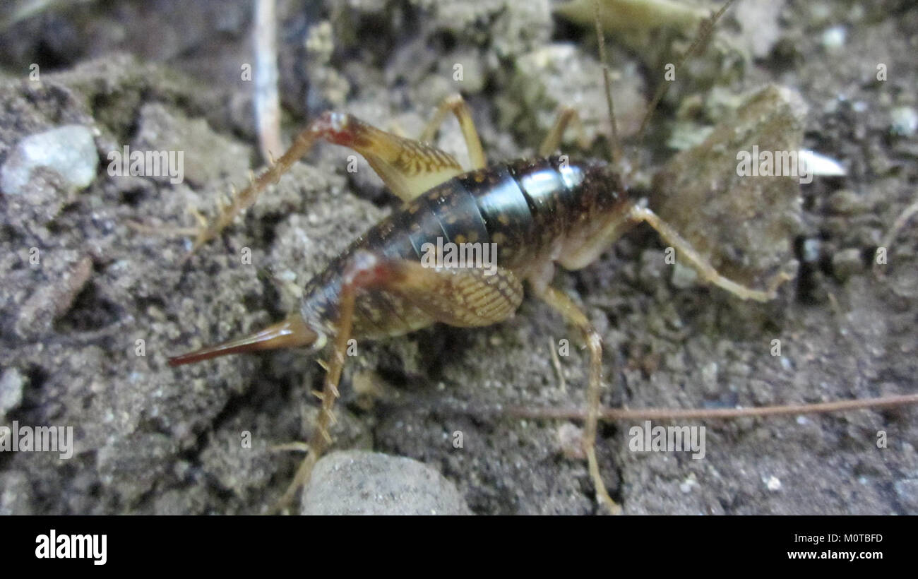 An image of a cave cricket on the ground, displaying the distinct ...