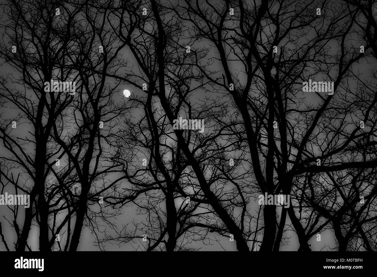 Winter moon night Black and White Stock Photos & Images - Alamy