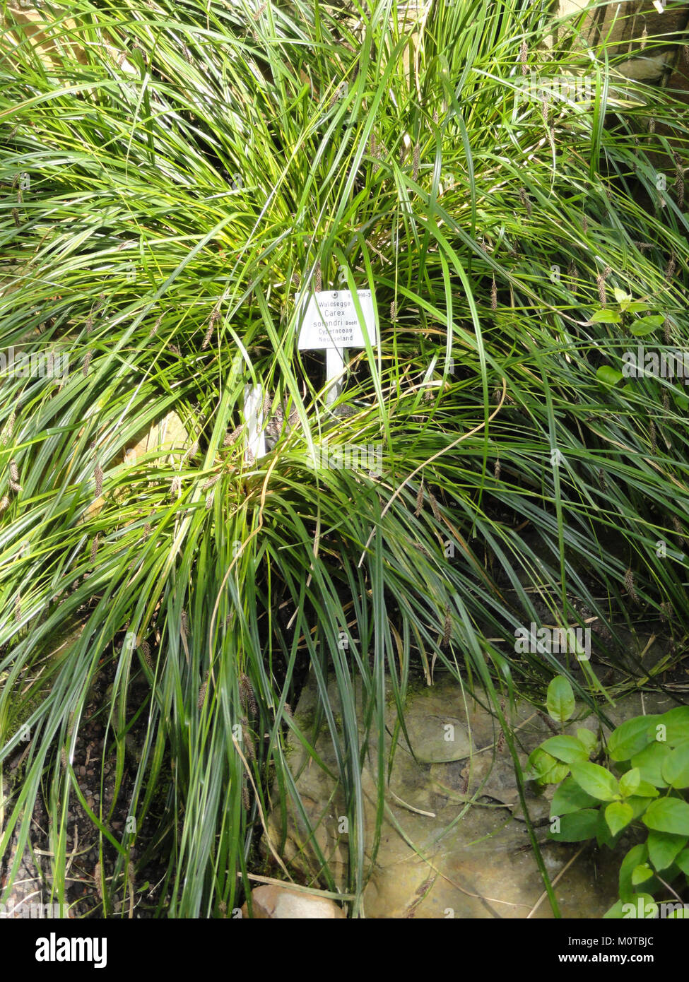 Solandri hi-res stock photography and images - Alamy