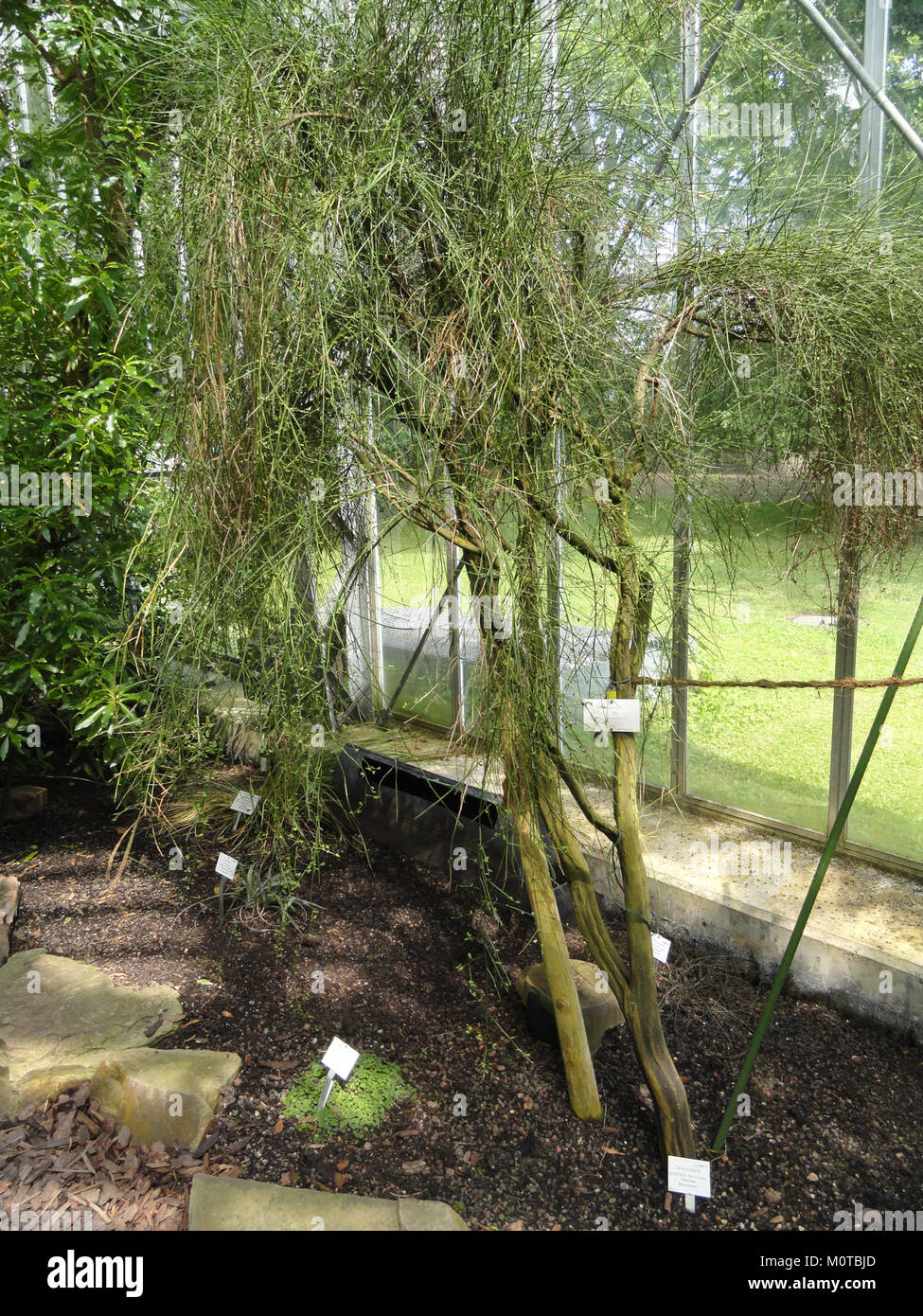 Carmichaelia australis, a plant species native to New Zealand ...