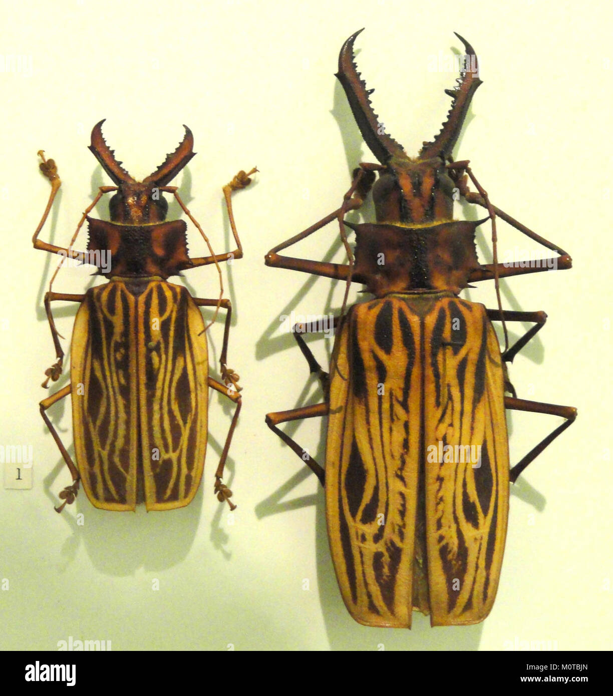 The Cerambycidae family, also known as longhorn beetles, is a group of ...
