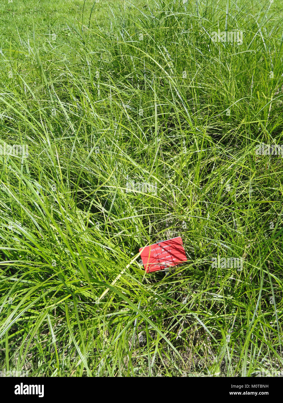 Carex Vulpina High Resolution Stock Photography and Images - Alamy