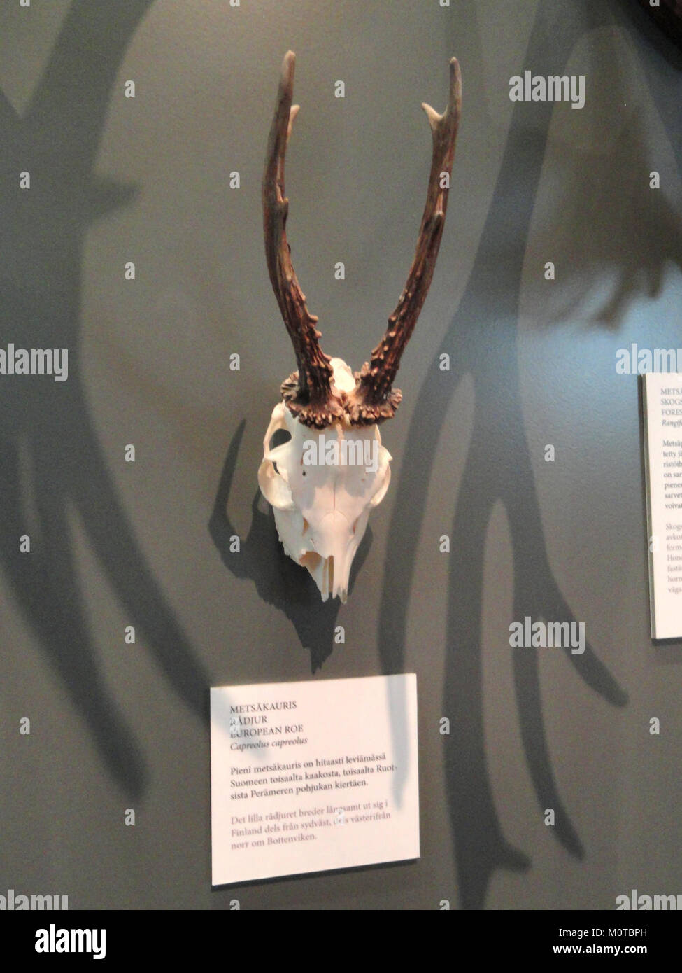 These antlers belong to the Capreolus capreolus, commonly known as the ...