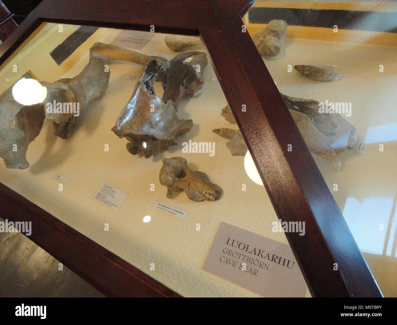 Cave bear fossils hi-res stock photography and images - Alamy