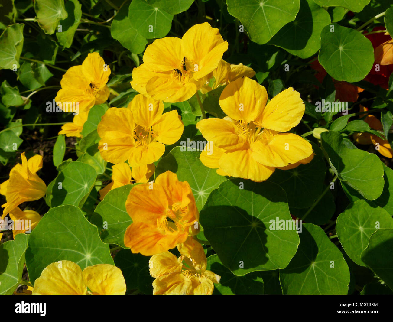 Capucine hi-res stock photography and images - Alamy