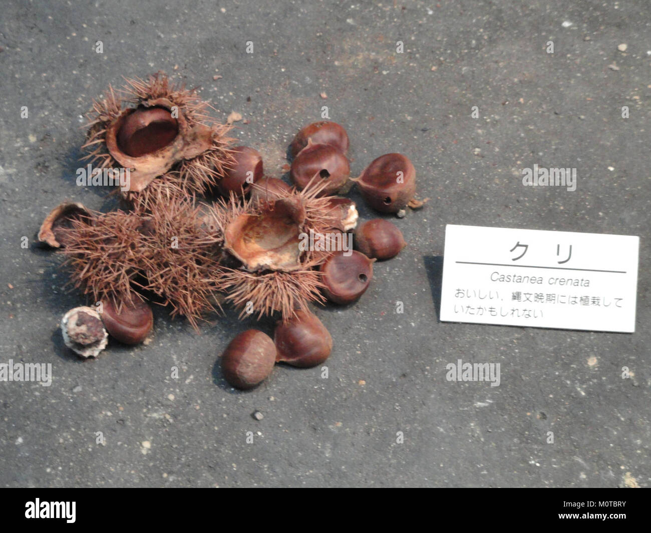 Castanea crenata, also known as the Japanese chestnut, is a species ...