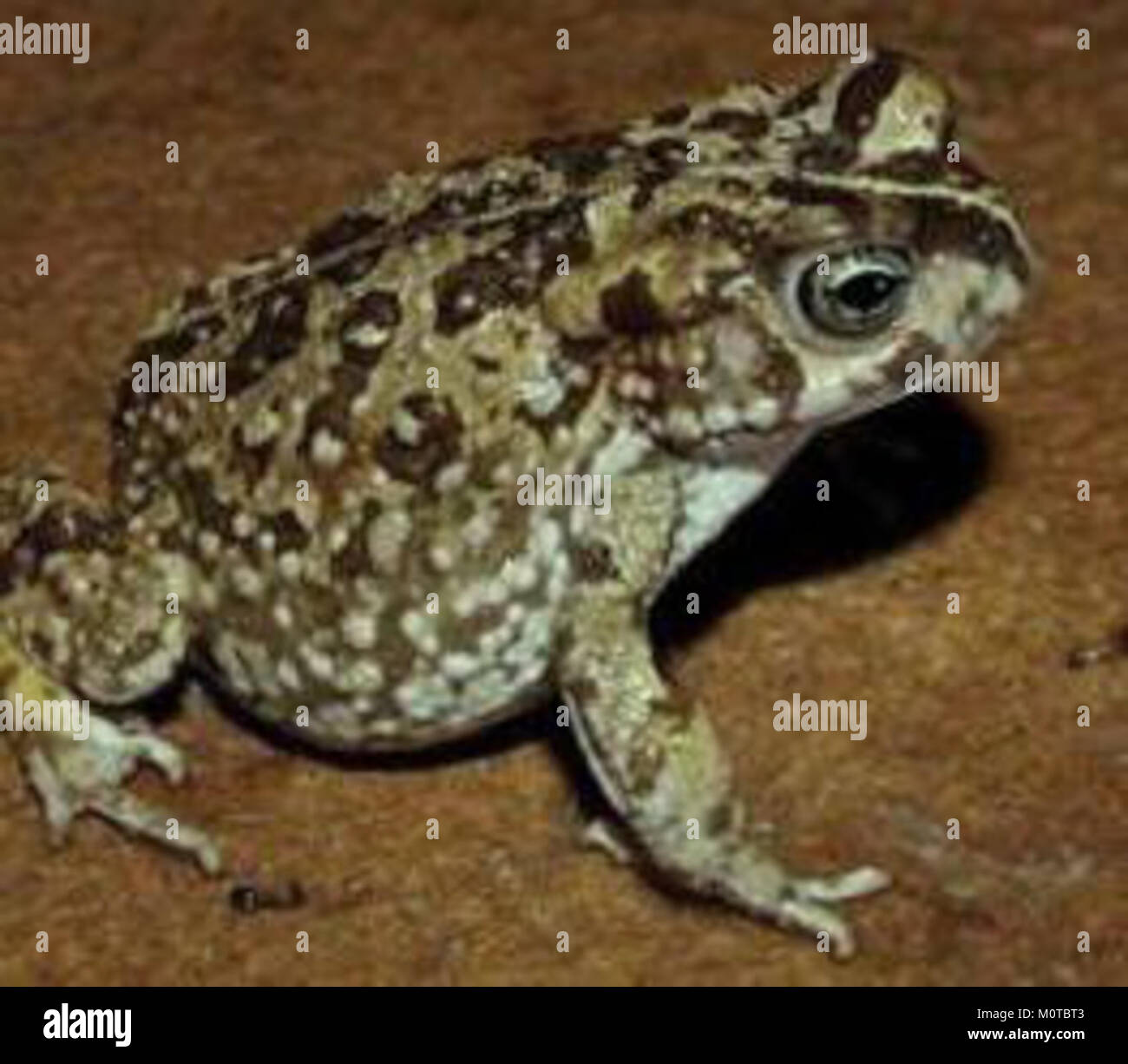 An image of the Cape Sand Toad (Vandijkophrynus angusticeps), a toad ...