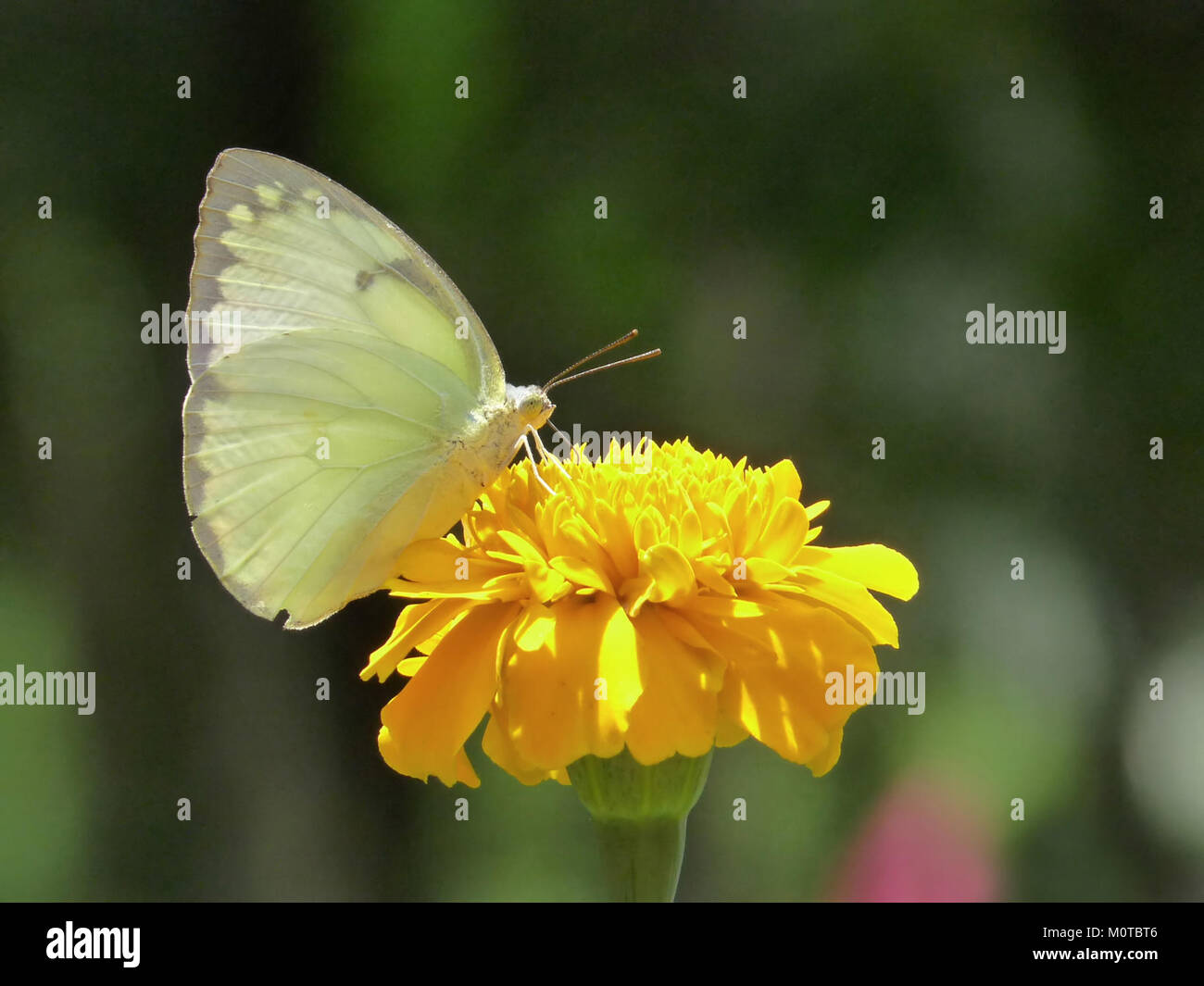 Catopsilia pomona 3 by kadavoor Stock Photo - Alamy