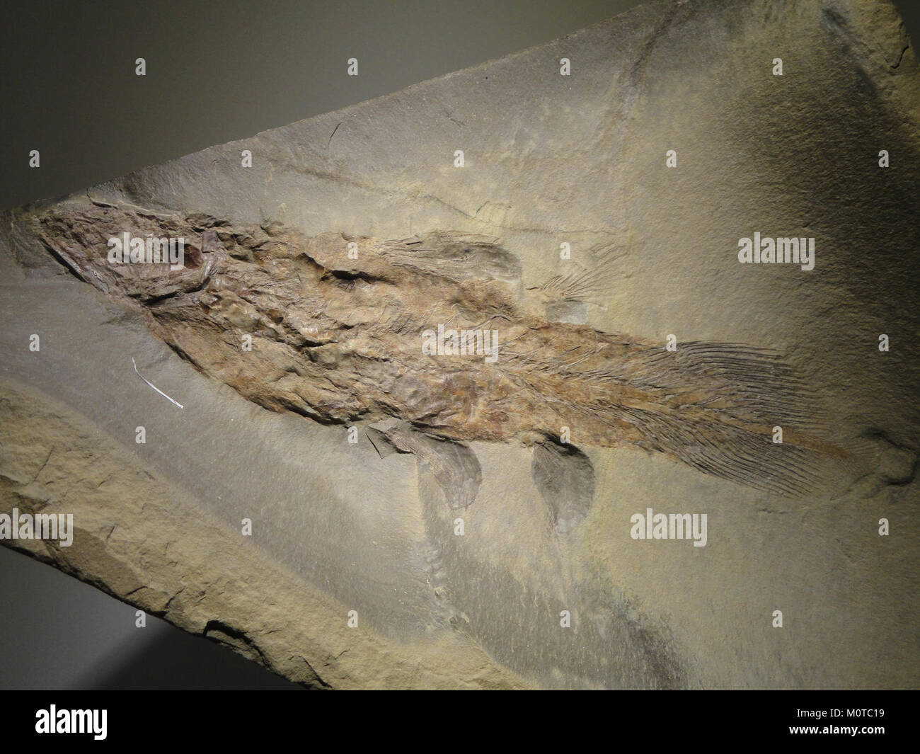 Prehistoric coelacanth fish hi-res stock photography and images - Alamy