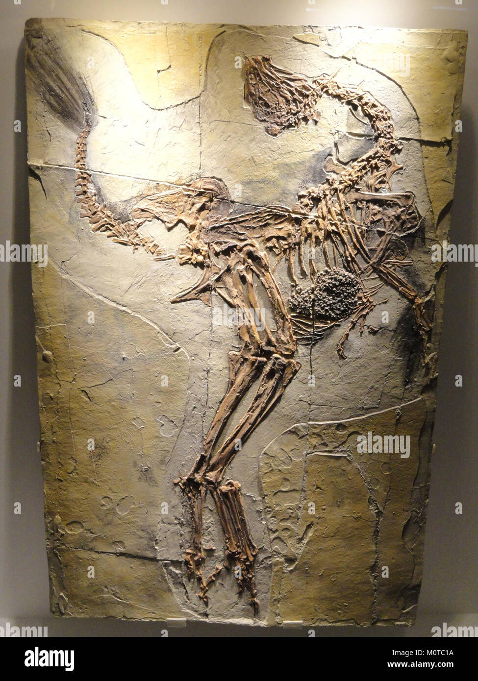 Early cretaceous of china hi-res stock photography and images - Alamy