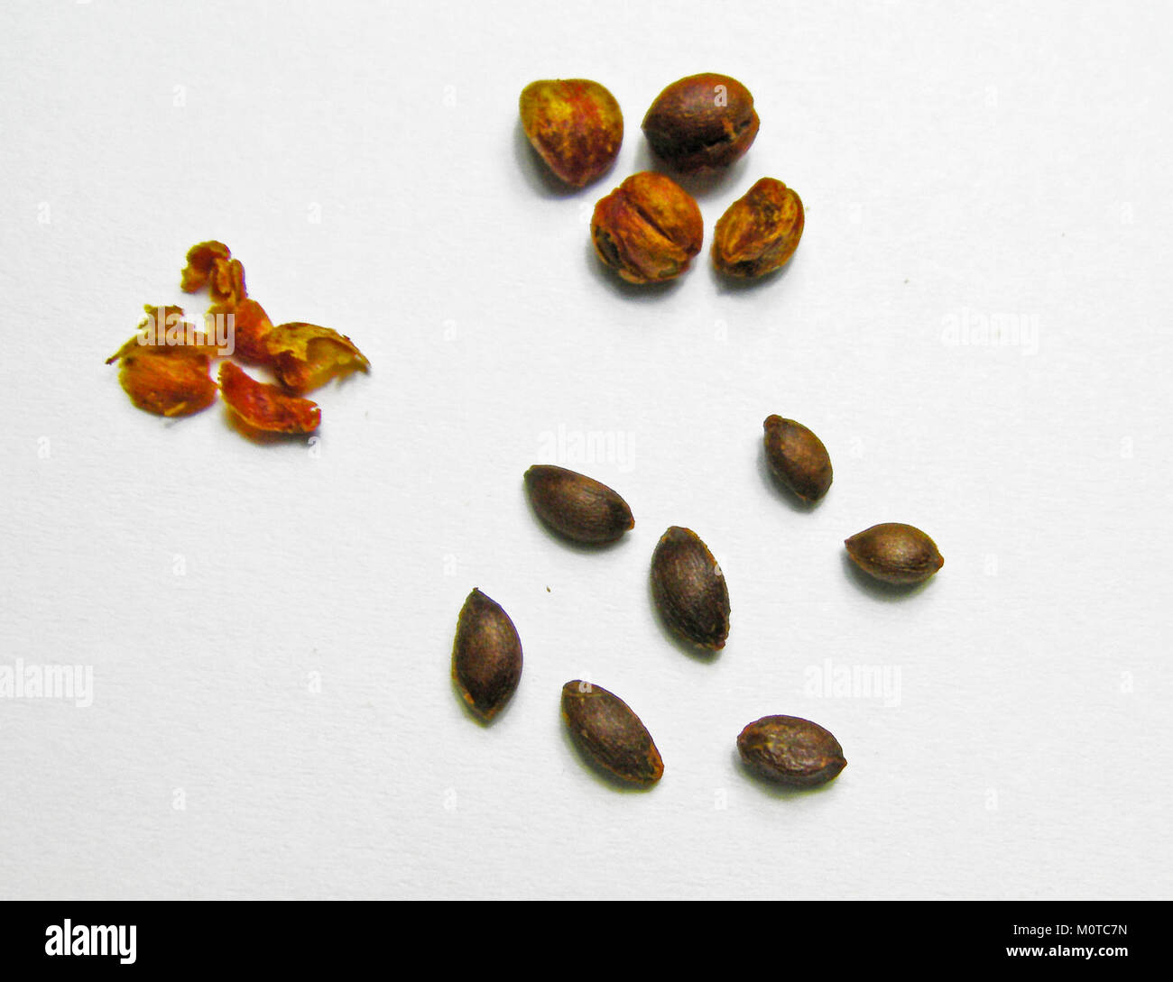 Celastrus paniculatus, also known as the 'black-bitter' plant, is a ...