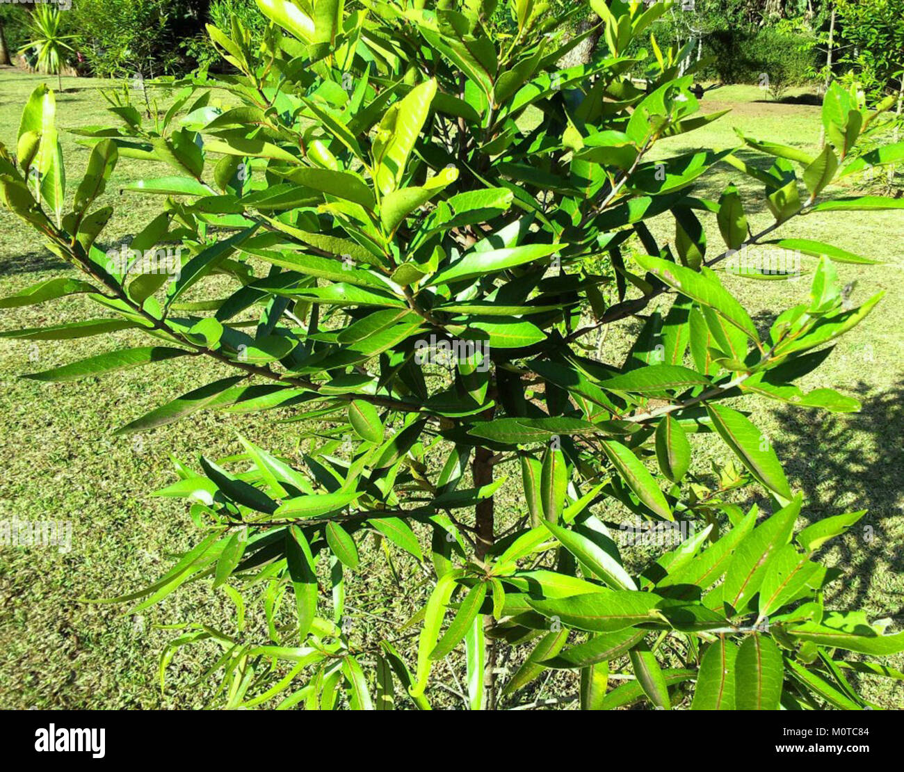 Cassine orientalis, commonly known as Bois d'Olive, is a tree species ...