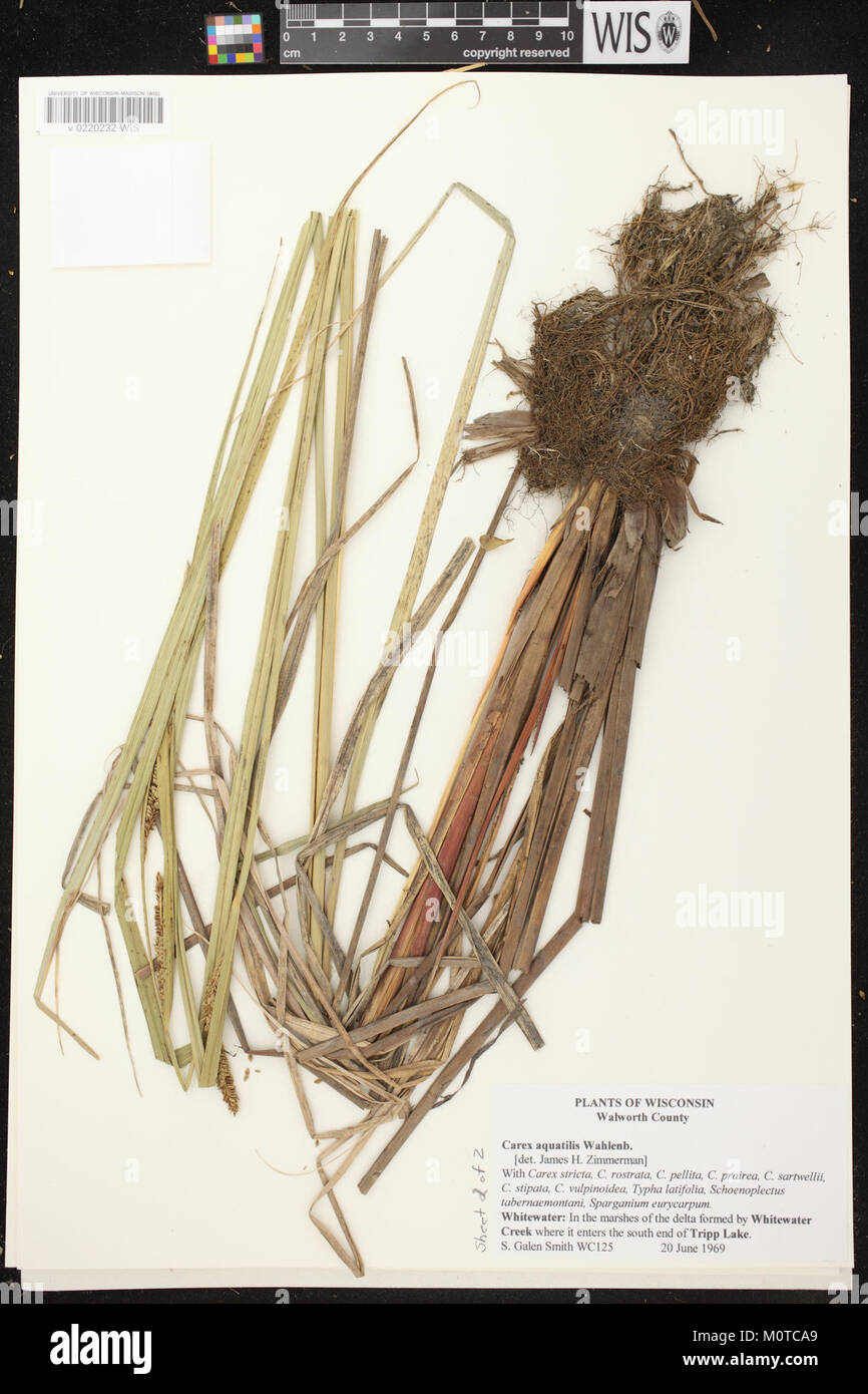 An image of *Carex aquatilis*, a species of sedge, featured in an ...