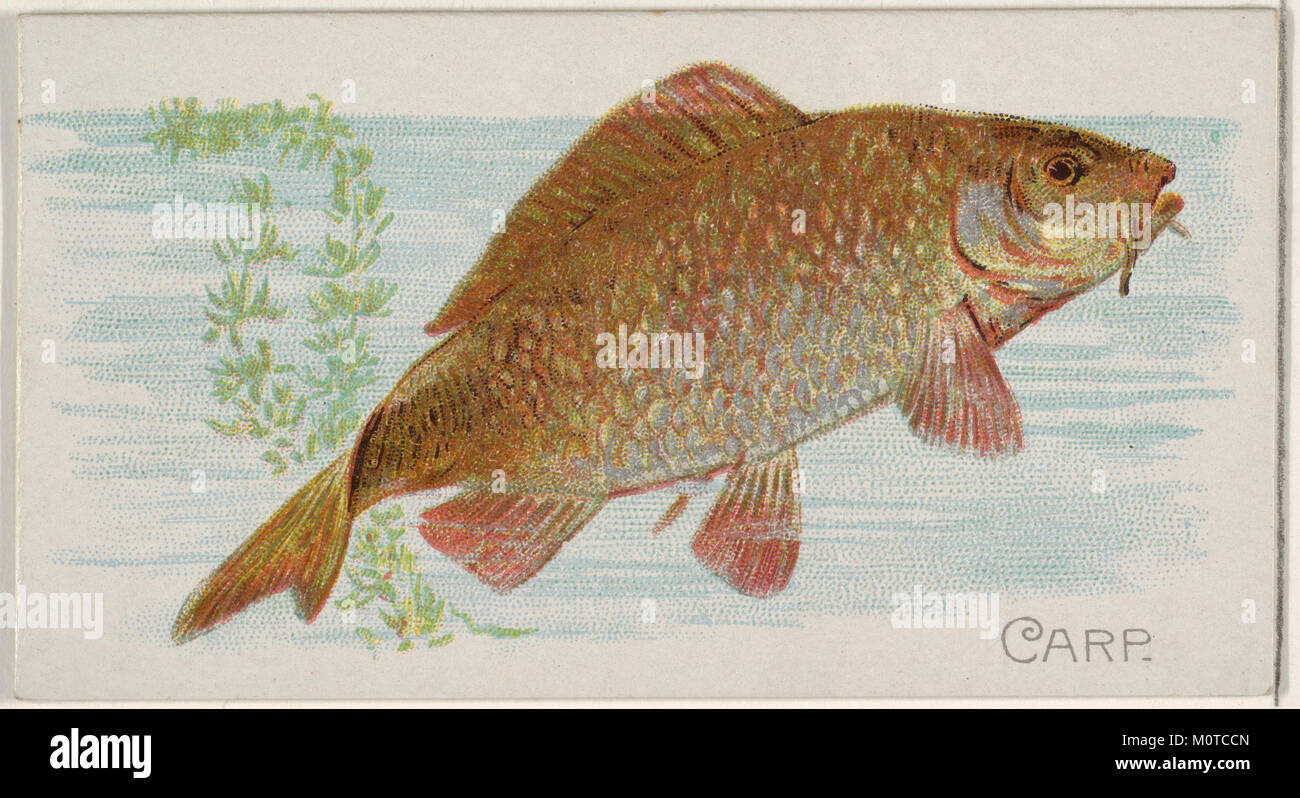 This illustration of a carp is part of the 'Fish from American Waters ...