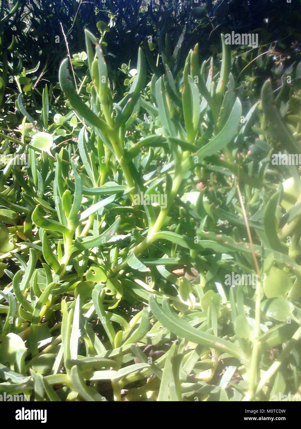 Carpobrotus deliciosus, also known as the sour fig, is a succulent ...