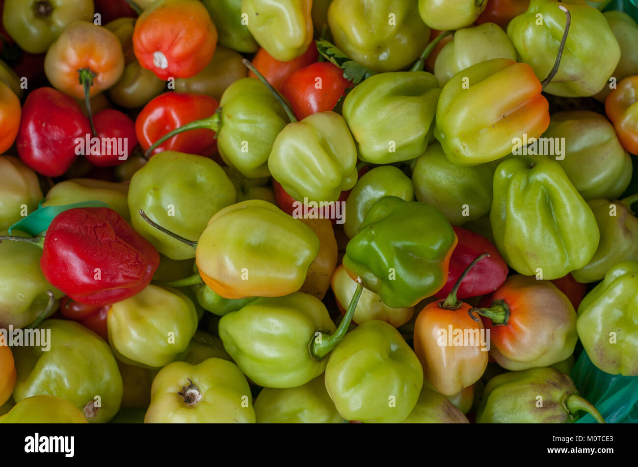 Capsicum is a genus of plants in the Solanaceae family, known for ...