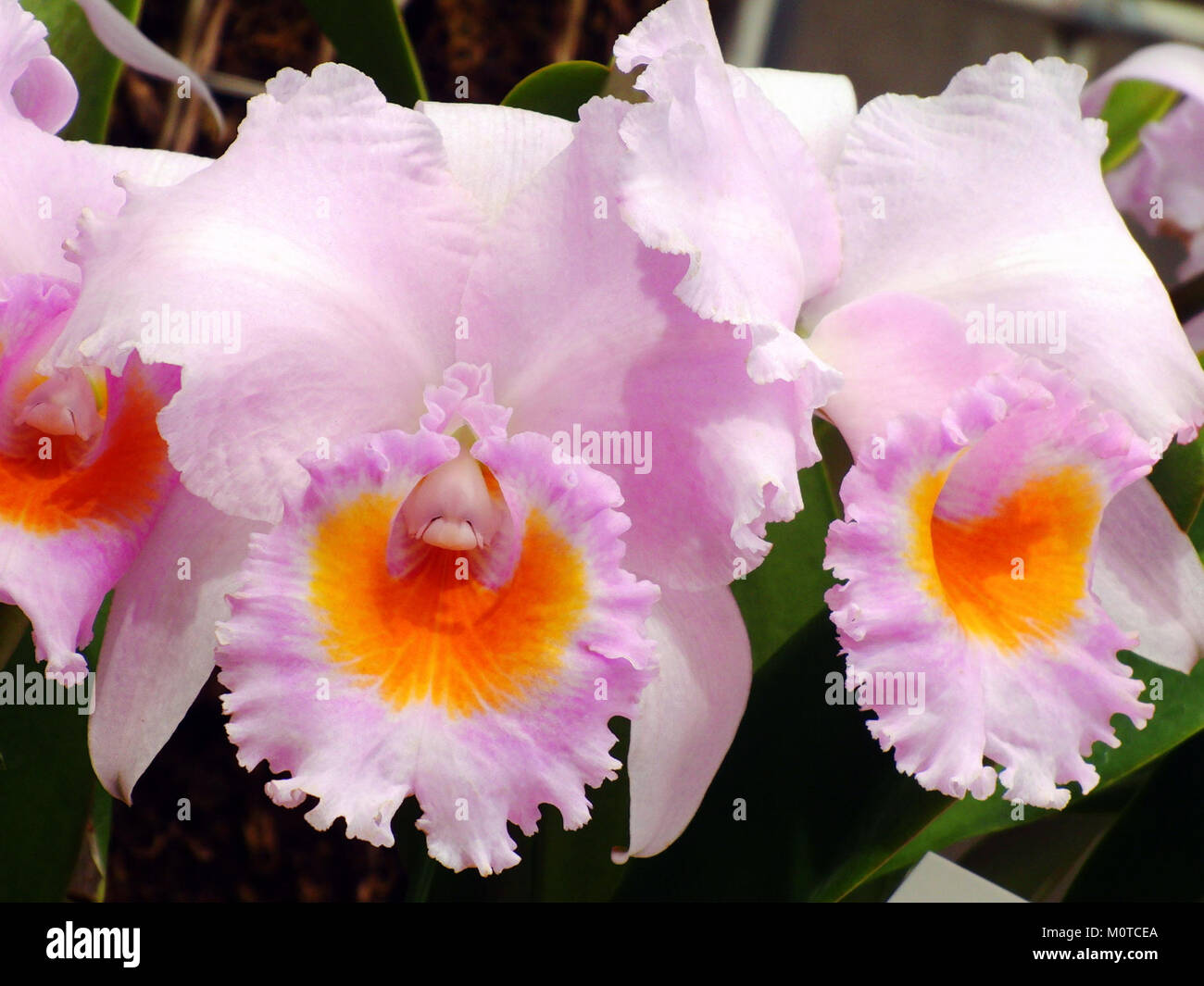Cattleya schroederae, a species of orchid native to the Rio region, is ...