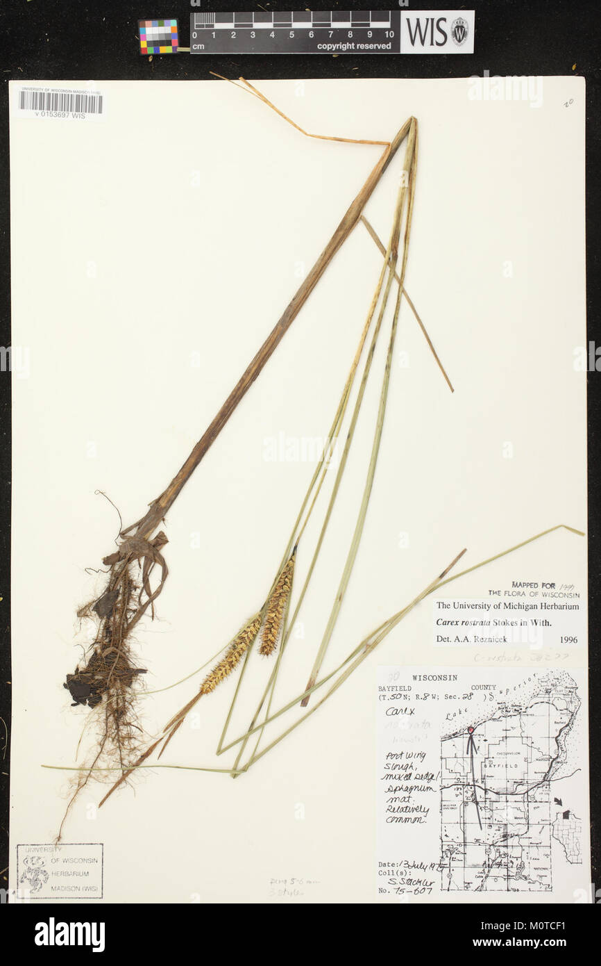 An image of Carex rostrata, a species of sedge, shown in a herbarium ...