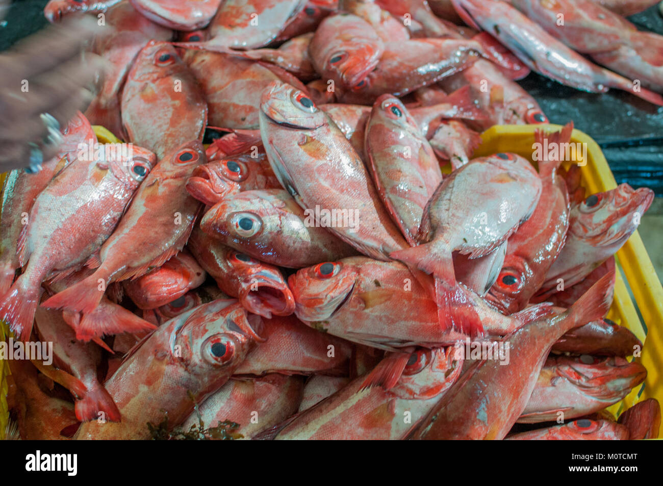 Catalana Fish is a dish or type of seafood associated with the ...