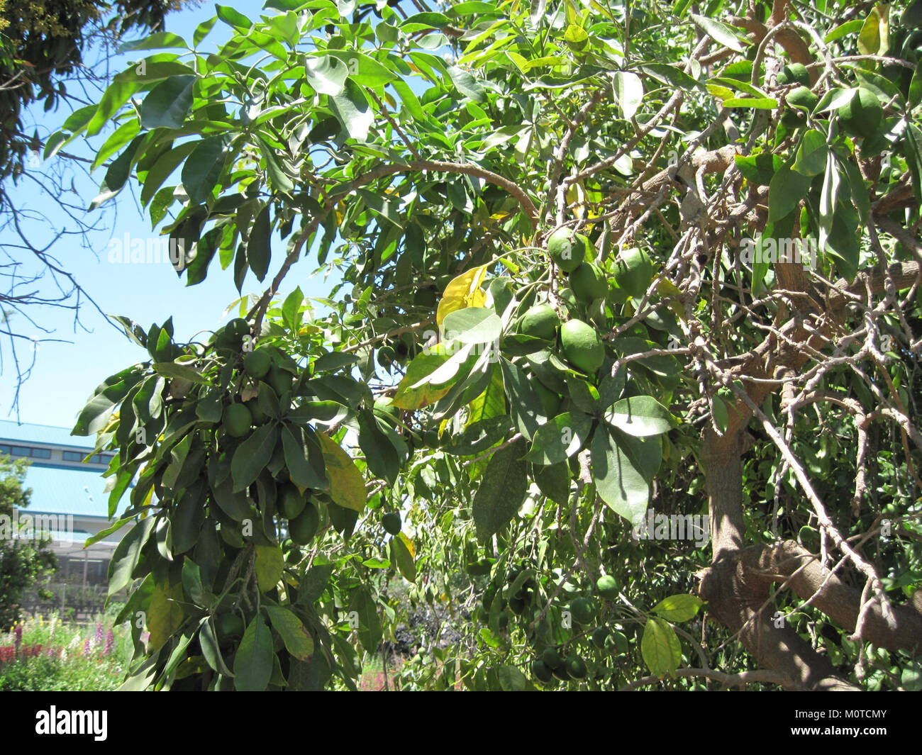 Casimiroa tetrameria is a species of flowering plant native to parts of ...