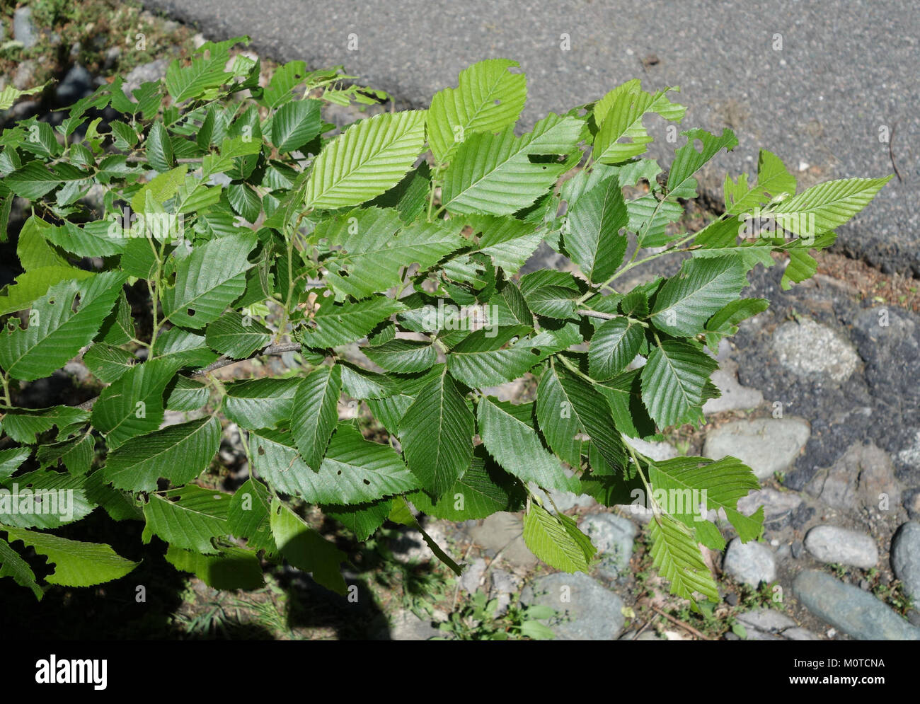 Carpinus tschonoskii, a species of hornbeam tree, is showcased at the ...