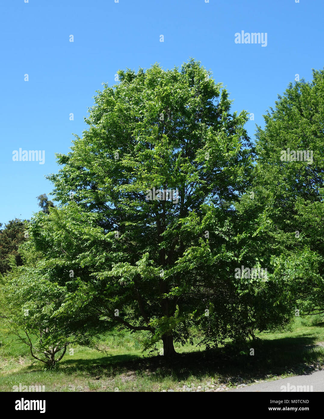 A photograph of Carpinus tschonoskii, a species of hornbeam tree ...