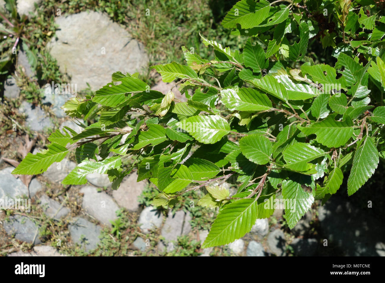 An image of Carpinus turczaninowii, a species of hornbeam, displayed at ...
