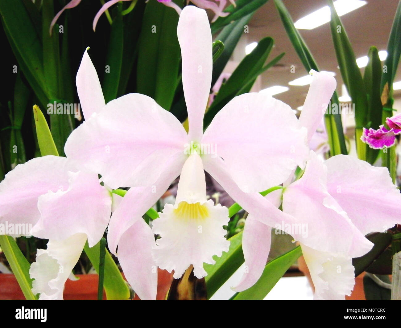 Cattleya warneri forma concolor, a variety of orchid, is known for its ...