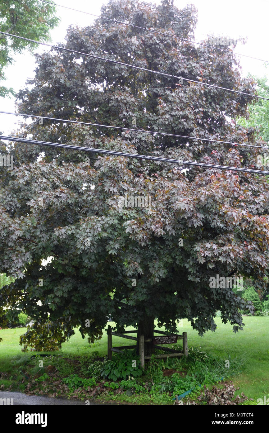 The Central Tree in Rutland, Massachusetts, a historic local landmark ...