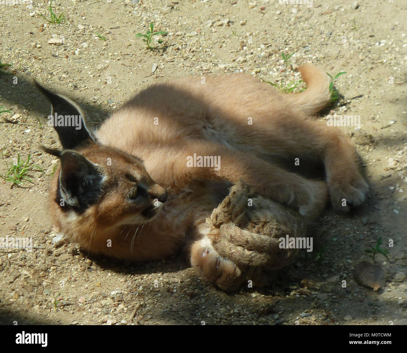 A caracal kitten engages playfully with a rope toy, showcasing the ...