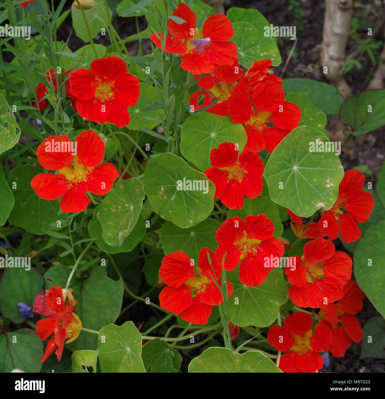 Capucines, also known as nasturtiums, are vibrant flowers often seen in ...